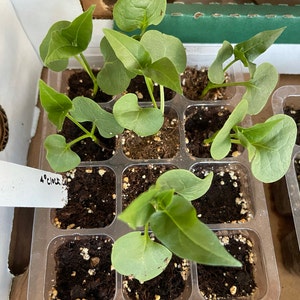 Zinnia Seeds Pepito Mix dwarf 264 | Etsy