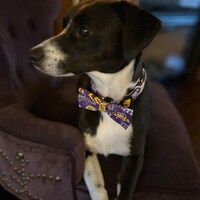 Music Dog Collar With Dog Bow Tie Neon Musical Notes on - Etsy