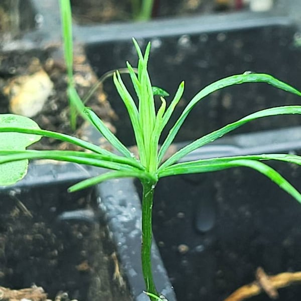 Sacred Fig Tree Seeds | Bodhi Tree Seeds | Pippala Tree Seeds | Peepal ...