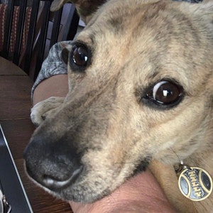 K9 Officer Police Badge Dog Tag-custom Engraved Dog Collar - Etsy