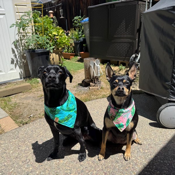 Dog Bandana Hot Dog Bandana Barbecue Dog Grill Master Gift Memorial Day ...