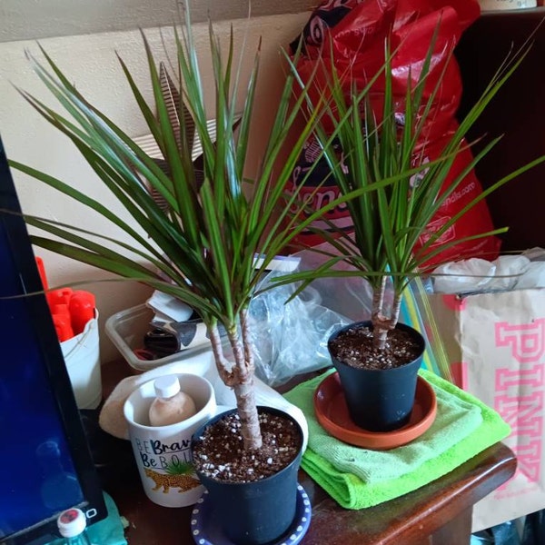 Dragon Tree Plant With Pot: Easy Beginner Indoor Plant - Etsy