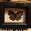 Butterfly Display Case Real Insect Taxidermy Art Baeotus - Etsy