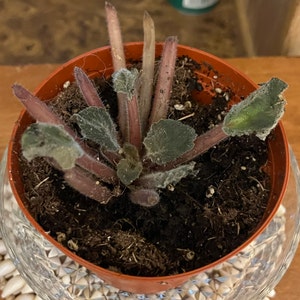 6 ZZ Plant, Zamioculcas Zamiifolia, Zee Zee Plant, Aroid Palm ...