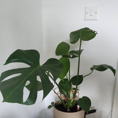 Monstera Shaped Plant Support Gold Coloured - Etsy