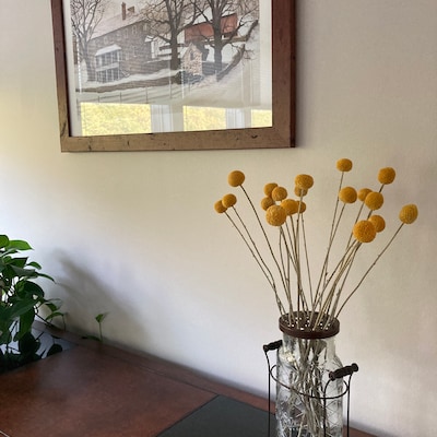 10/20/30 Stems Dried Billy Ball Dry Craspedia Golden Ball - Etsy