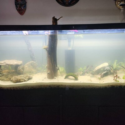 Fully RED Plants With Pogostemon Helferi Downoi, Bundle, pearlingplants ...