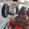 Jumping Spider Food Dish, Jumping Spider Enclosure , Accessories for ...