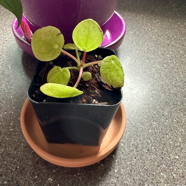 Live Syngonium ‘berry Allusion’ Rooted Cutting | Arrowhead Plant | Easy ...