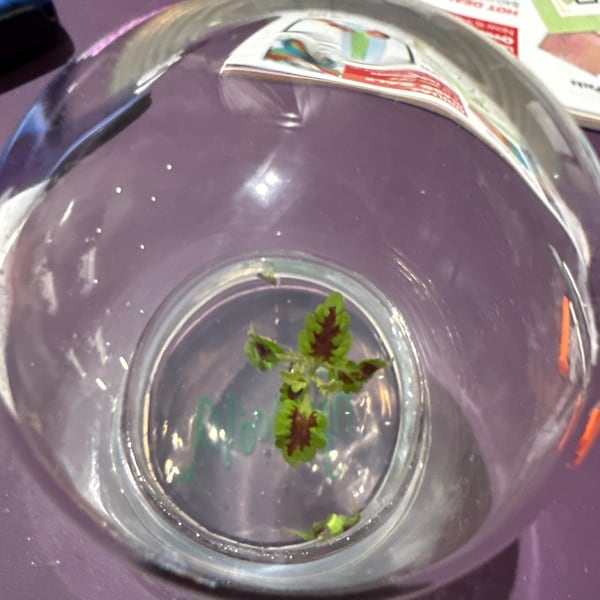 Rainbow Floral Terrarium - Self Grow, Maintenance Free -coleus - 4" Dom ...