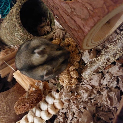 Mini Hamster Forage Box - Etsy UK