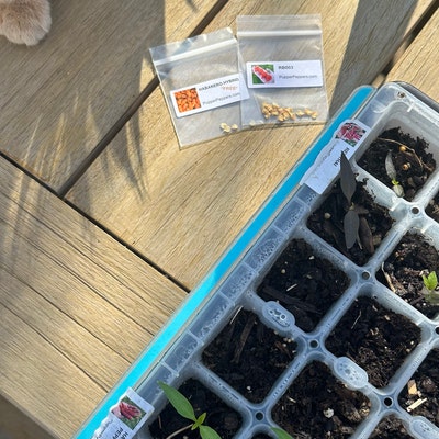 RB003 Pepper Seeds Premium Packet Superhot Peppers, Hotter Than Pepper ...