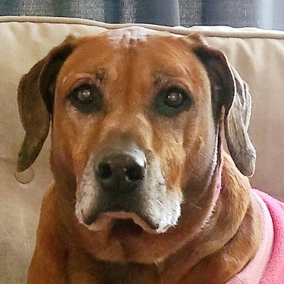 Rhodesian Ridgeback Portrait Vector Graphic Art Png Design Digital ...