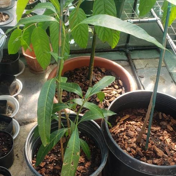 Seedling Julie Mango Live Fruit Tree (mangifera Indica). 1 Ft - Etsy