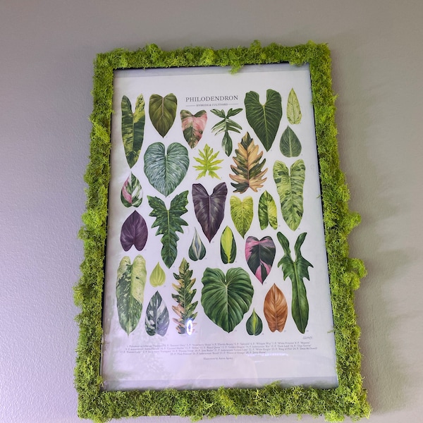 Philodendron Hybrids & Cultivars Print • Aroid Varieties ID Chart ...