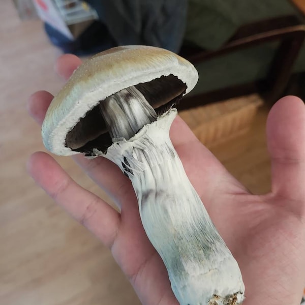 FIVE Magical 5lb All in One Mushroom Growing Bags Discounted Listing ... FIVE Magical 5lb All in One Mushroom Growing Bags Discounted Listing ...