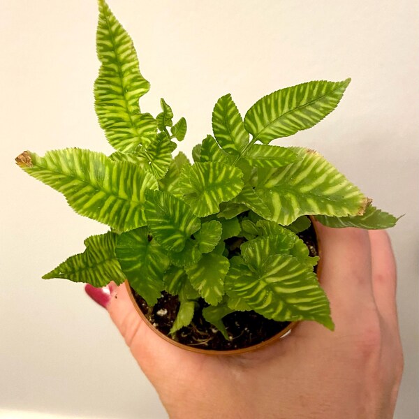 Golden Zebra Variegated Bamboo Fern Plant Starter Low Light House ...