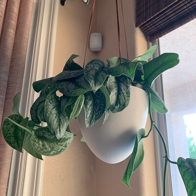 Large Hanging Bullet Planter, Ceramic Porcelain Hanging Planter, White ...