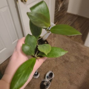 Hoya Kicki, Hoya Hybrid, Rooted Plant Shipped in 2.5 Pot. - Etsy