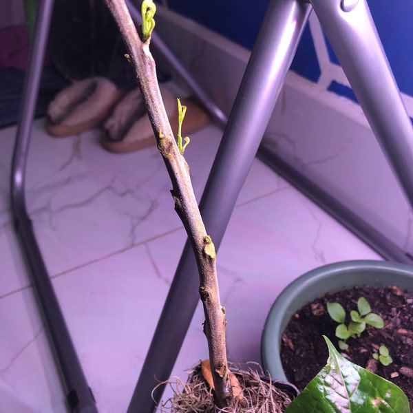 Murraya Paniculata,orange Jasmine Live Plant Well Rooted 6” Tall in 4 ...