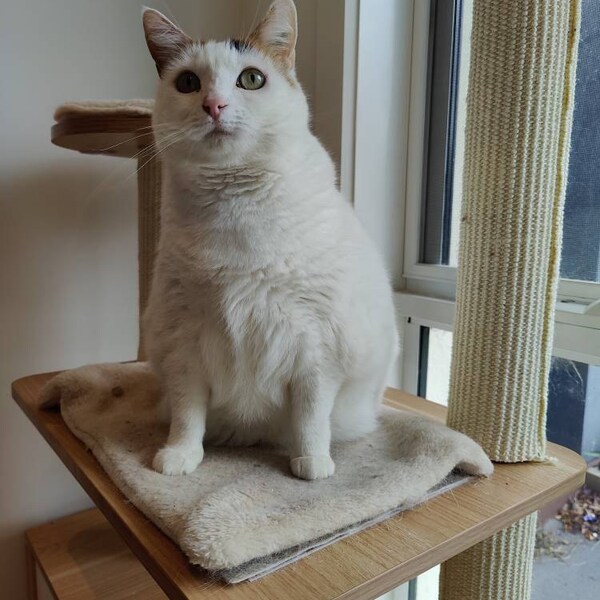 Personalised Fancy Cat Collar in White Custom Name Collar Gold Cat ...