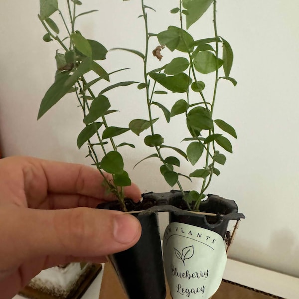 Blueberry Plant. Set of 4 Starter Plants. - Etsy
