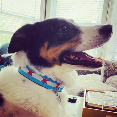 Chicago Flag Dog Collar Wide Large - Etsy