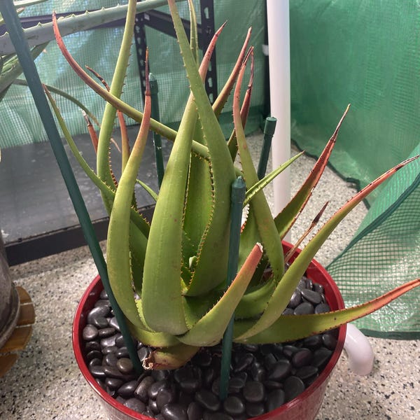 Sm.1g Aloe Excelsa,rarely Seen in Cultivation.seed Grown From South ...