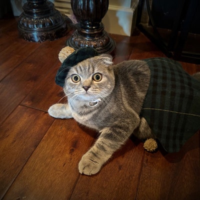 Beret and Cape for Pets, 2 Piece Costume for Cats and Dogs, Pet Cloak ...