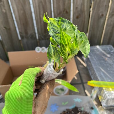 Syngonium Batik Starter Plant ALL STARTER PLANTS Require You to ...