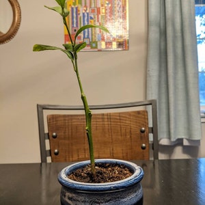 Hass Avocado Seedling 1 Year Old Plant Shipped in Pot With | Etsy