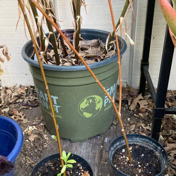 10 White Mulberry Cuttings Morus Alba. Male Tree. Animal Fodder ...