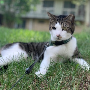 Safetykatz Walking Jacket Red Custom Made Cat Reversible | Etsy