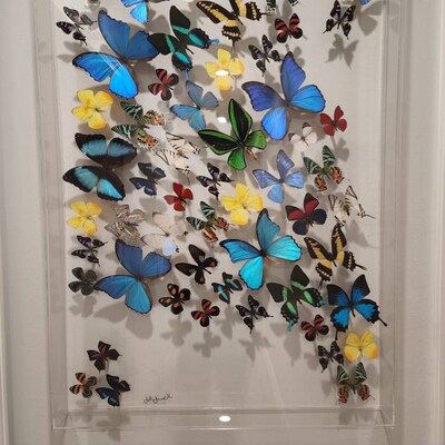 10x10 NEW Real Butterfly Display Real Butterflies Mounted - Etsy