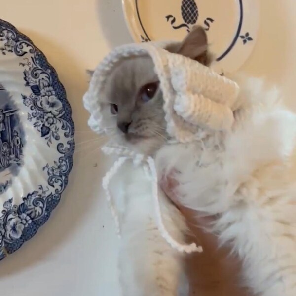 Powdered Wig, Hats for Cats, Barristers Wig, Judge Wig, Pet Costumes ...