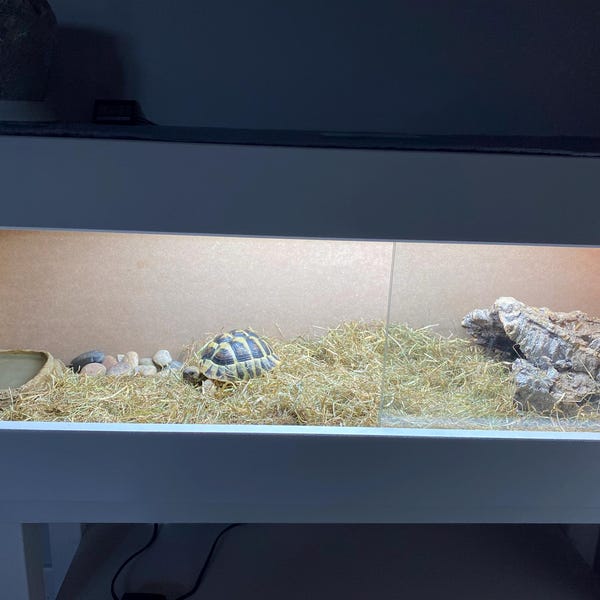 4ft White Modern Reptile Vivarium - Includes LED Light - Etsy UK