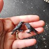 Miniature Raven 1:12 Scale Mini Black Birds Sized for Horror Diorama ...