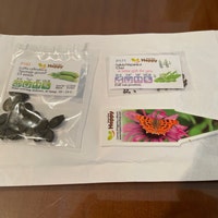 COREOPSIS BABY GOLD Coreopsis Lanceolata 150 Seeds Dwarf - Etsy Canada