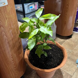 Quenepa melicoccus Bijugatus Tropical Basswood mamoncillo Spanish Lime ...