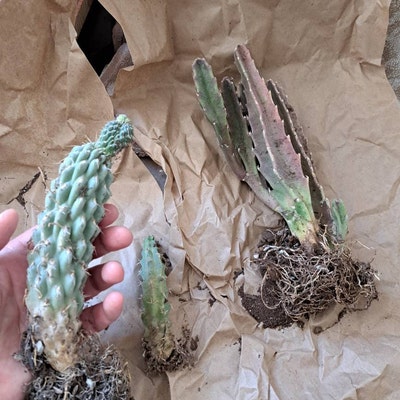 Hildewintera Colademononis Monkey Tail Cactus Seeds Super Furry Hybrid ...