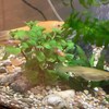 Starter Pack Live Aquarium Plant Aquatic Tropical Fish Java Moss Crypt ...