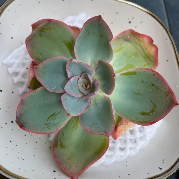Mix Rare Live Succulent Plants Advanced Level Blind Box, 2-3.5" Random ...