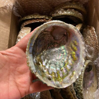 3-7 IN Green Abalone Sea Shell ,incense Burner, Sea Shell, Chameleon Abalone Shell, Wholesale ...