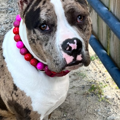 Flamingo Floaty Pool Party Beaded Dog Collar, Collar, Dog Collar, Dog ...