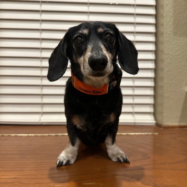 Oregon State Beavers Dog Collar, Oregon State Beavers Martingale Dog ...