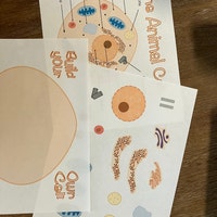 Brain Anatomy Labeling Diagram Classroom Poster Anatomy Study Notes ...