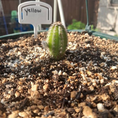 Hildewintera Colademononis Monkey Tail Cactus Seeds Super Furry Hybrid ...