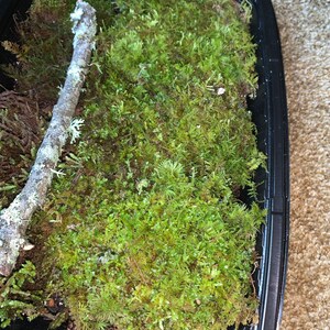 Star Moss Tortula Ruralis | Etsy