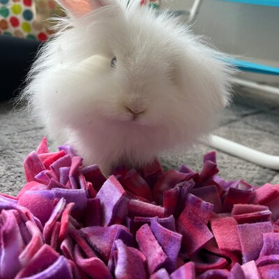 Bunny Rabbit Snuffle Mat, Foraging Blanket, Stimulation Treat Toy ...