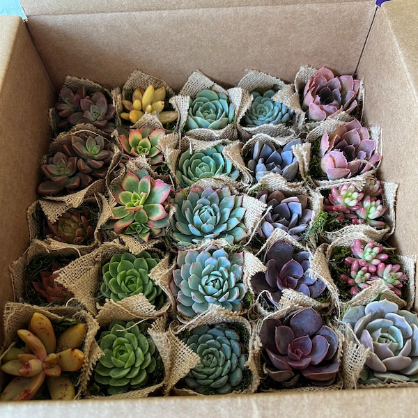 Burlap Wrapped Succulent: Rustic Party Favor - Etsy